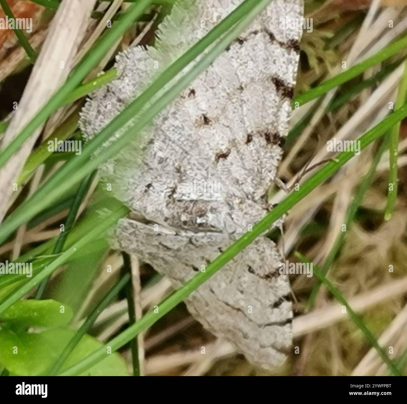 Grey birch moth hi-res stock photography and images - Alamy