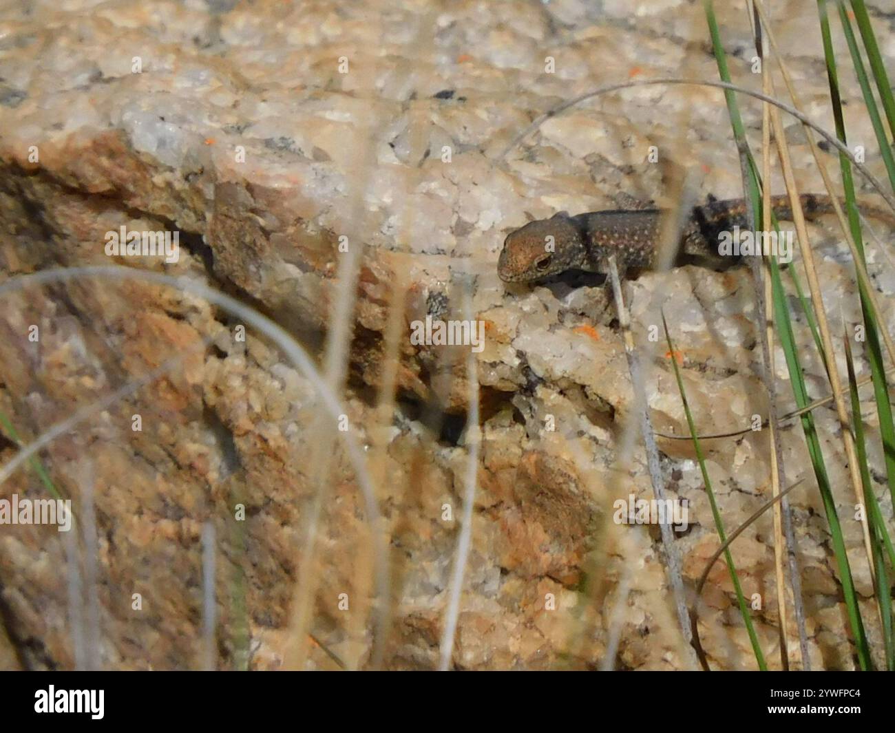 Common Ocellated Dwarf Gecko (Lygodactylus ocellatus Stock Photo - Alamy