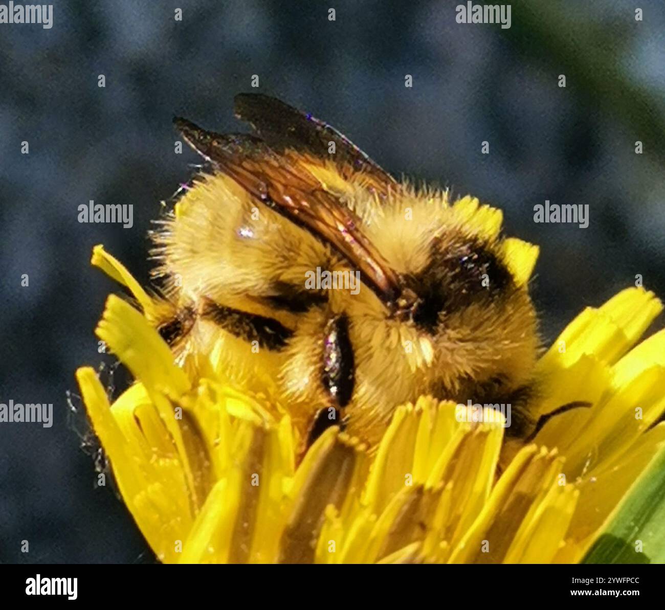 Sand-coloured Carder Bumble Bee (Bombus veteranus Stock Photo - Alamy