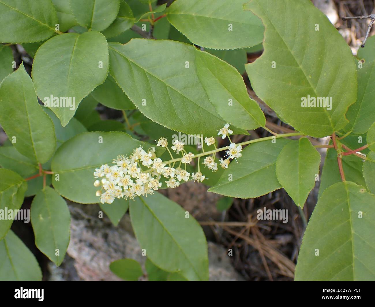 chokecherry (Prunus virginiana Stock Photo - Alamy
