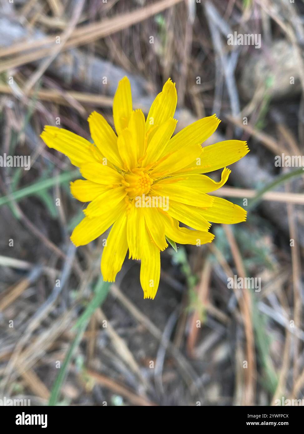 mountain dandelions (Agoseris Stock Photo - Alamy