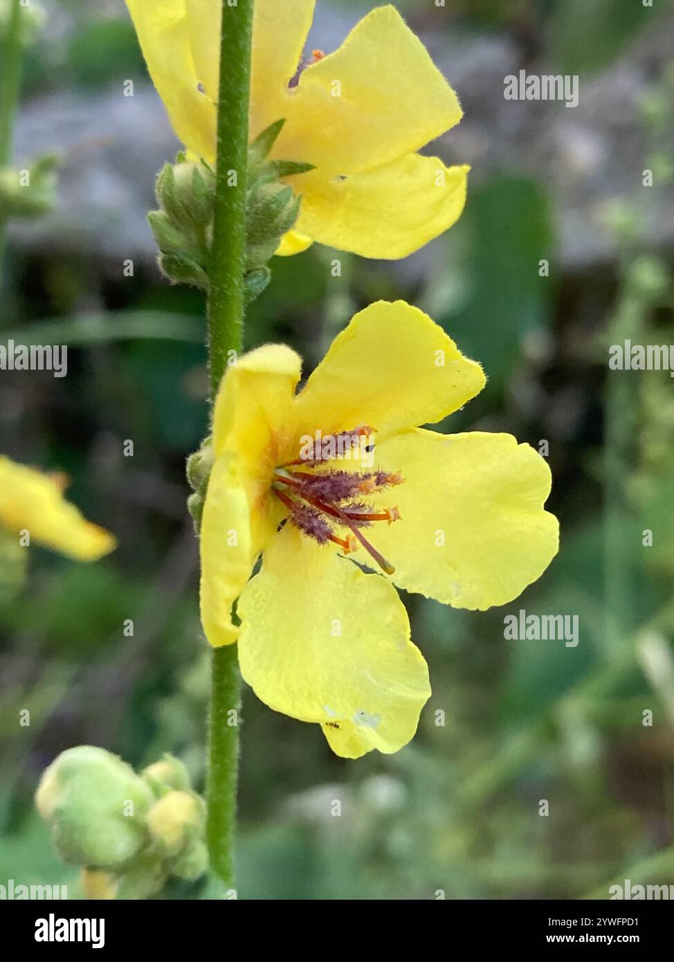 Mullein verbascum sinuatum hi-res stock photography and images - Alamy