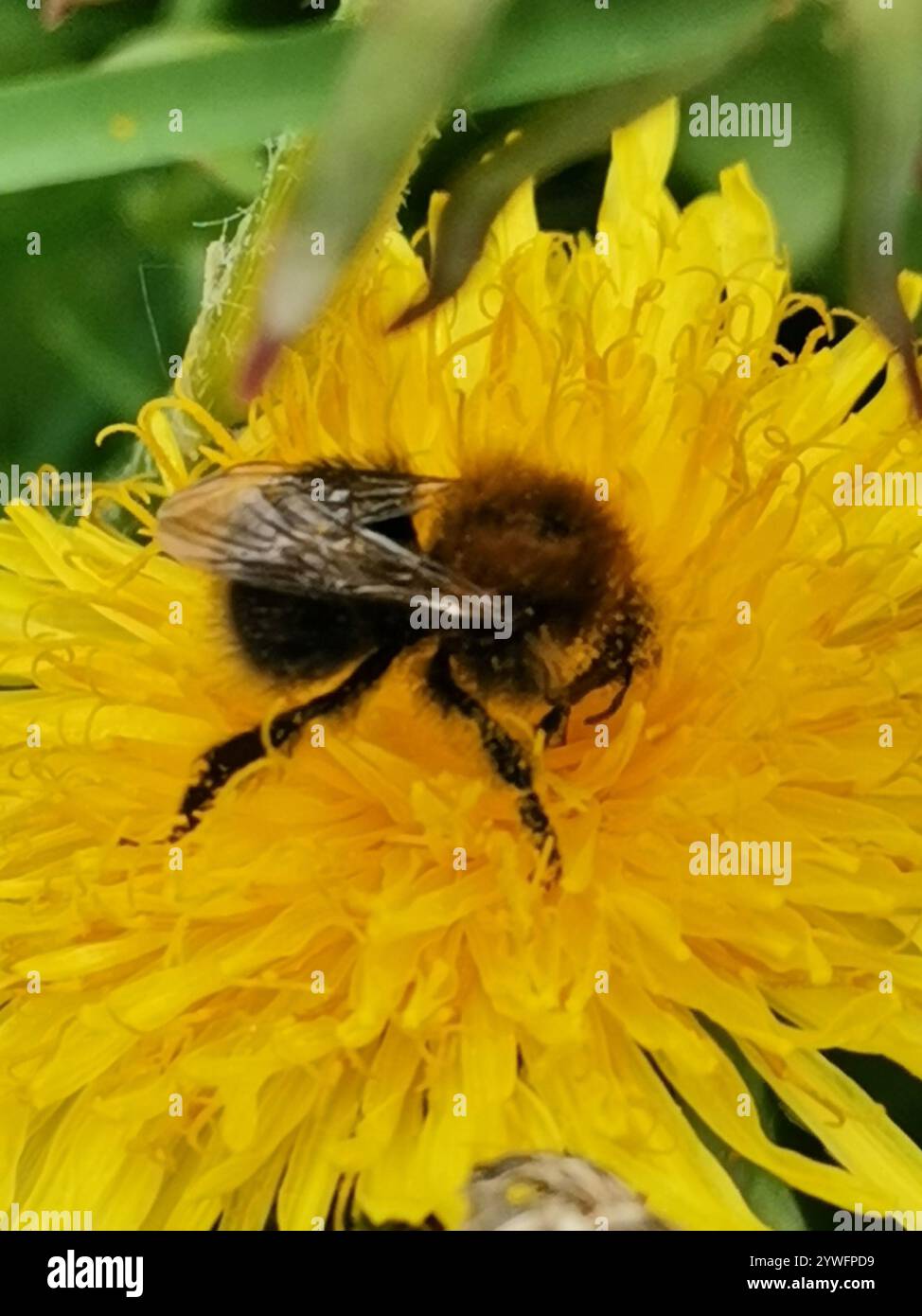 Tree Bumble Bee (Bombus hypnorum Stock Photo - Alamy