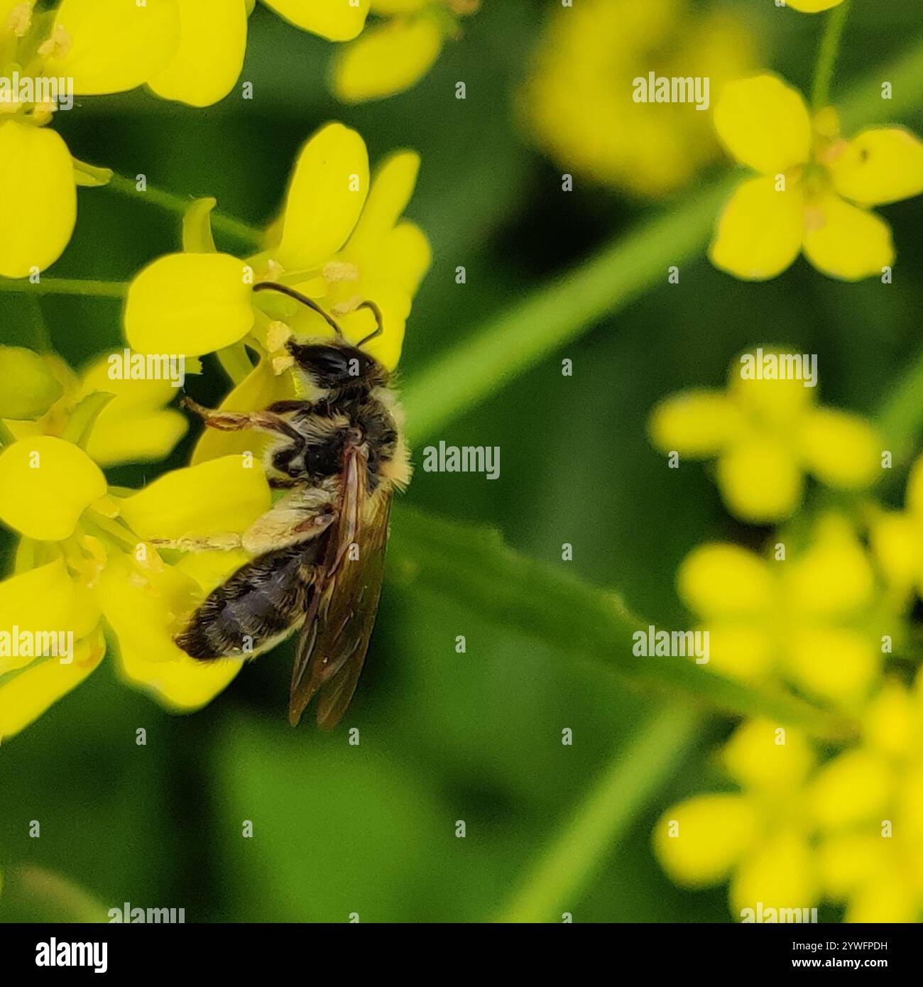 Mining Bees (Andrena Stock Photo - Alamy