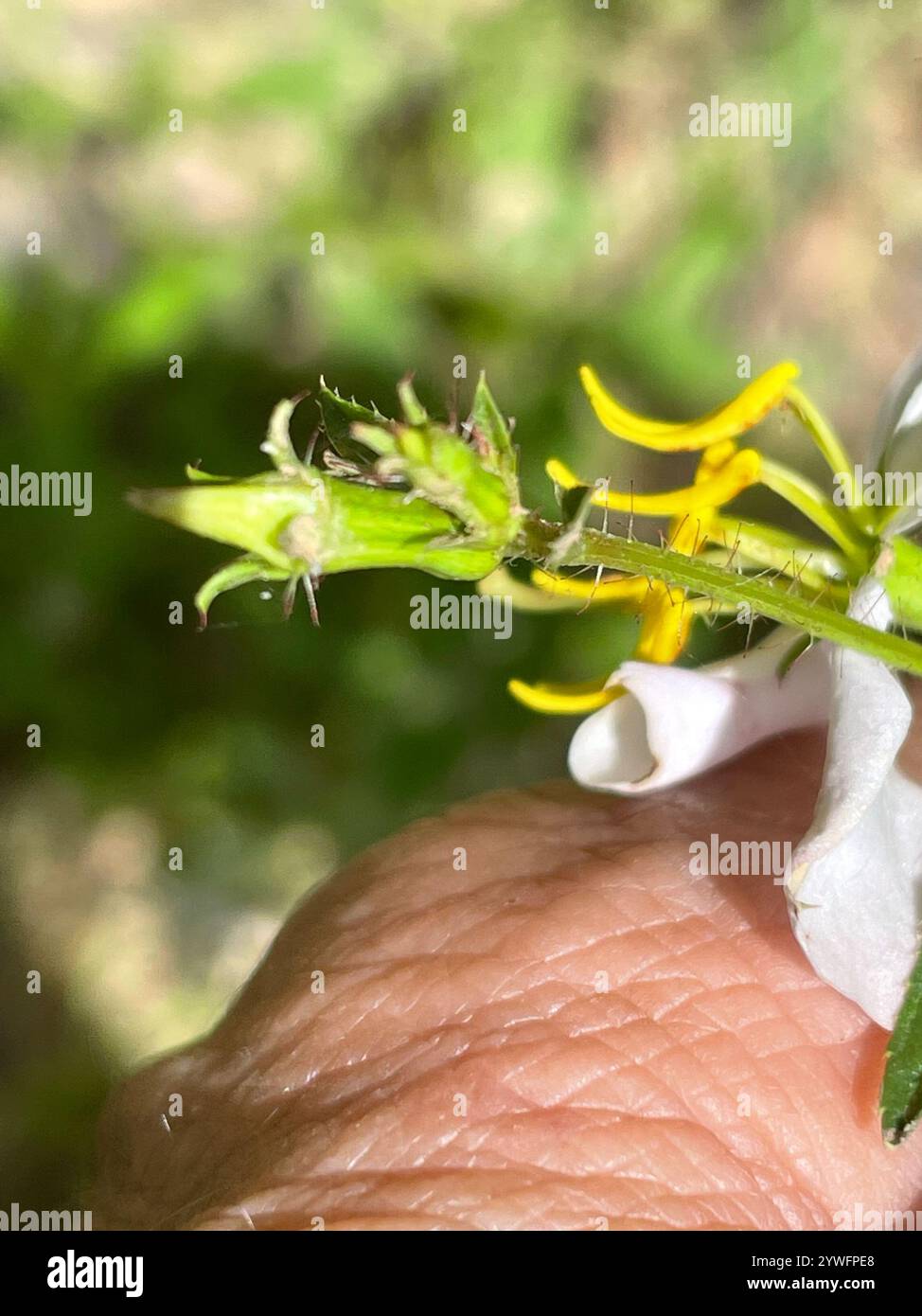 Maryland meadowbeauty (Rhexia mariana Stock Photo - Alamy
