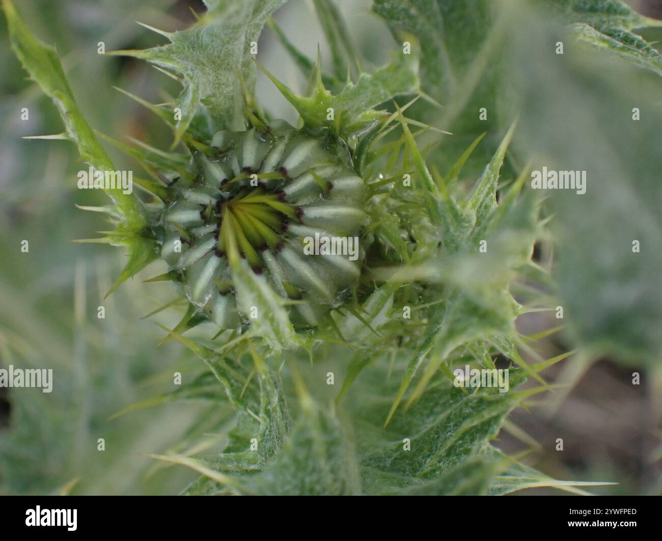 wavyleaf thistle (Cirsium undulatum Stock Photo - Alamy