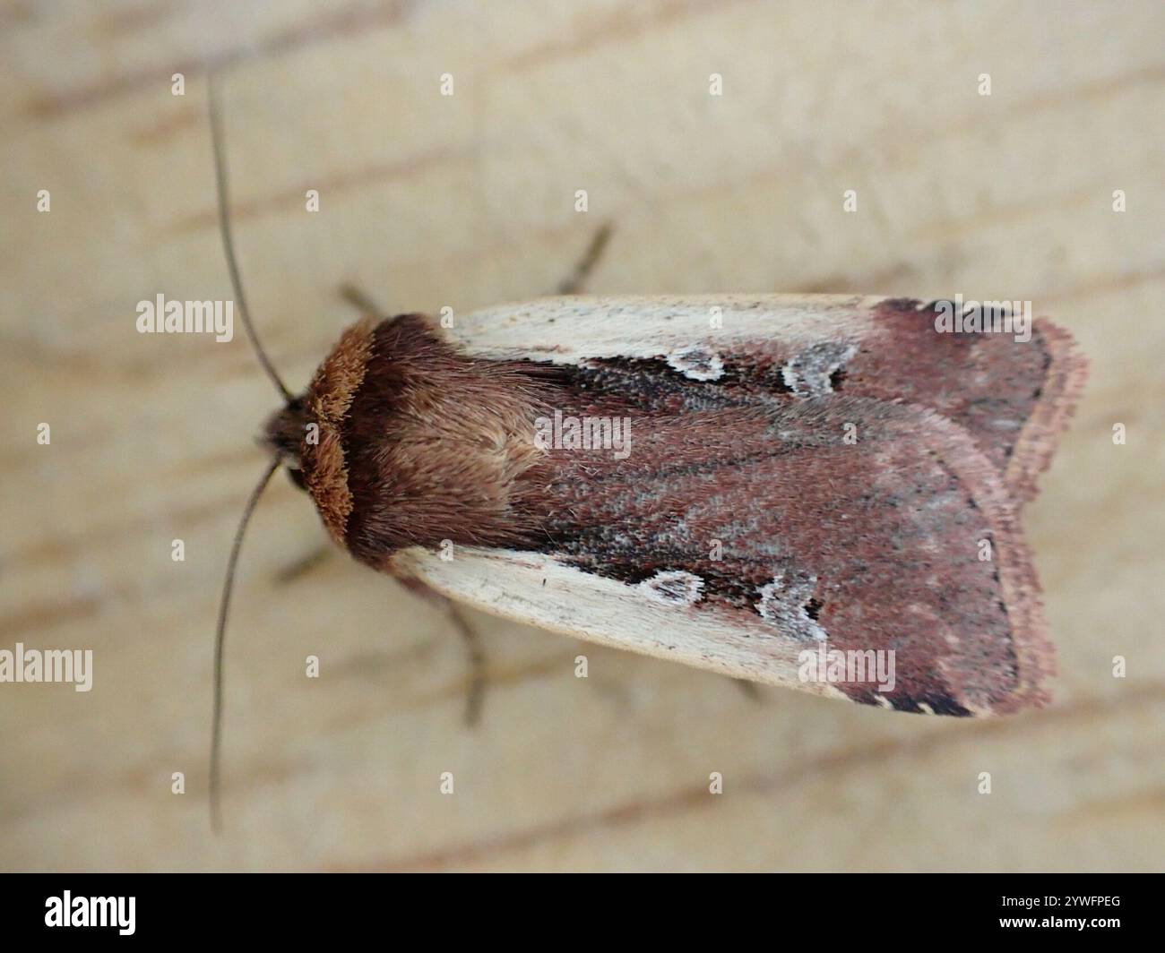 Flame Shoulder Moth (Ochropleura plecta Stock Photo - Alamy
