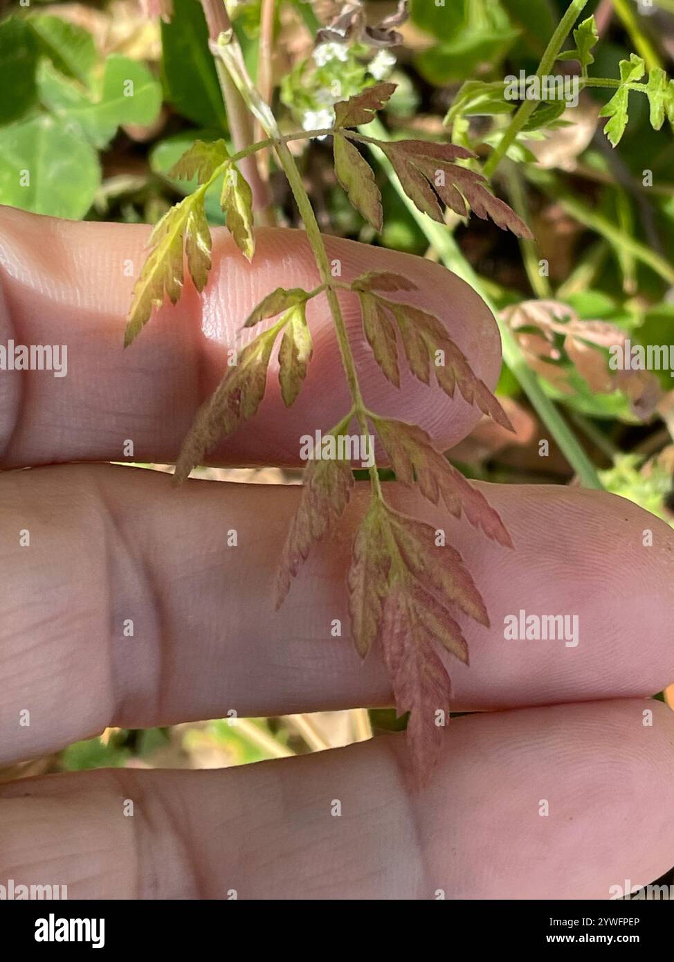 common hedge parsley (Torilis arvensis Stock Photo - Alamy