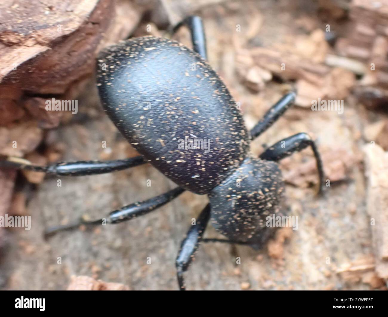 California Broad-necked Darkling Beetle (Coelocnemis dilaticollis Stock ...