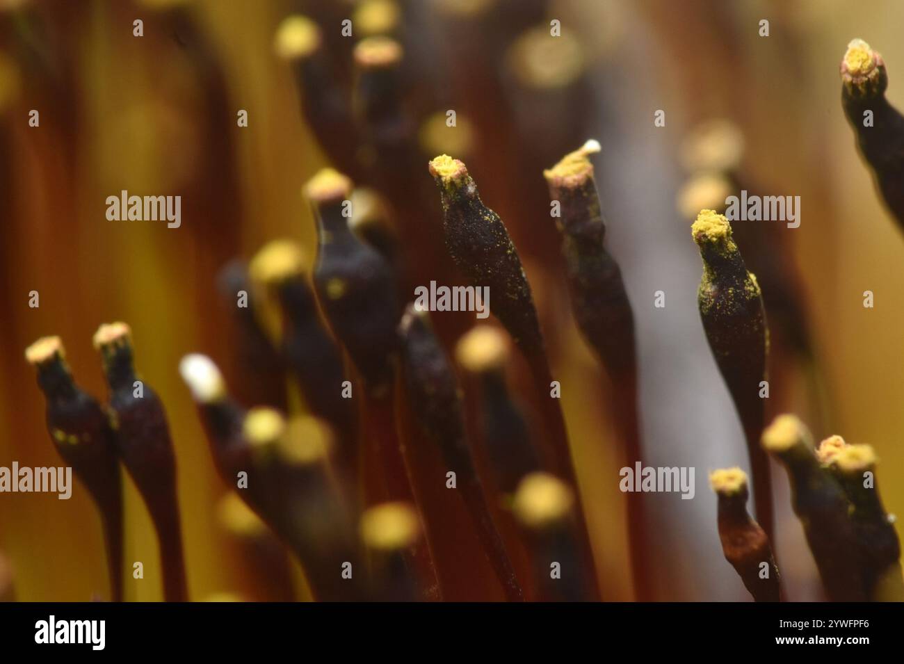 Slender Cruet-moss (Tetraplodon mnioides Stock Photo - Alamy