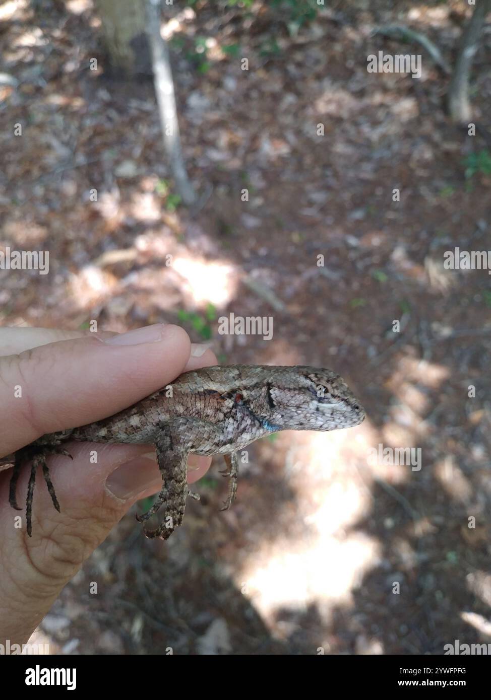 Eastern Fence Lizard (Sceloporus undulatus Stock Photo - Alamy