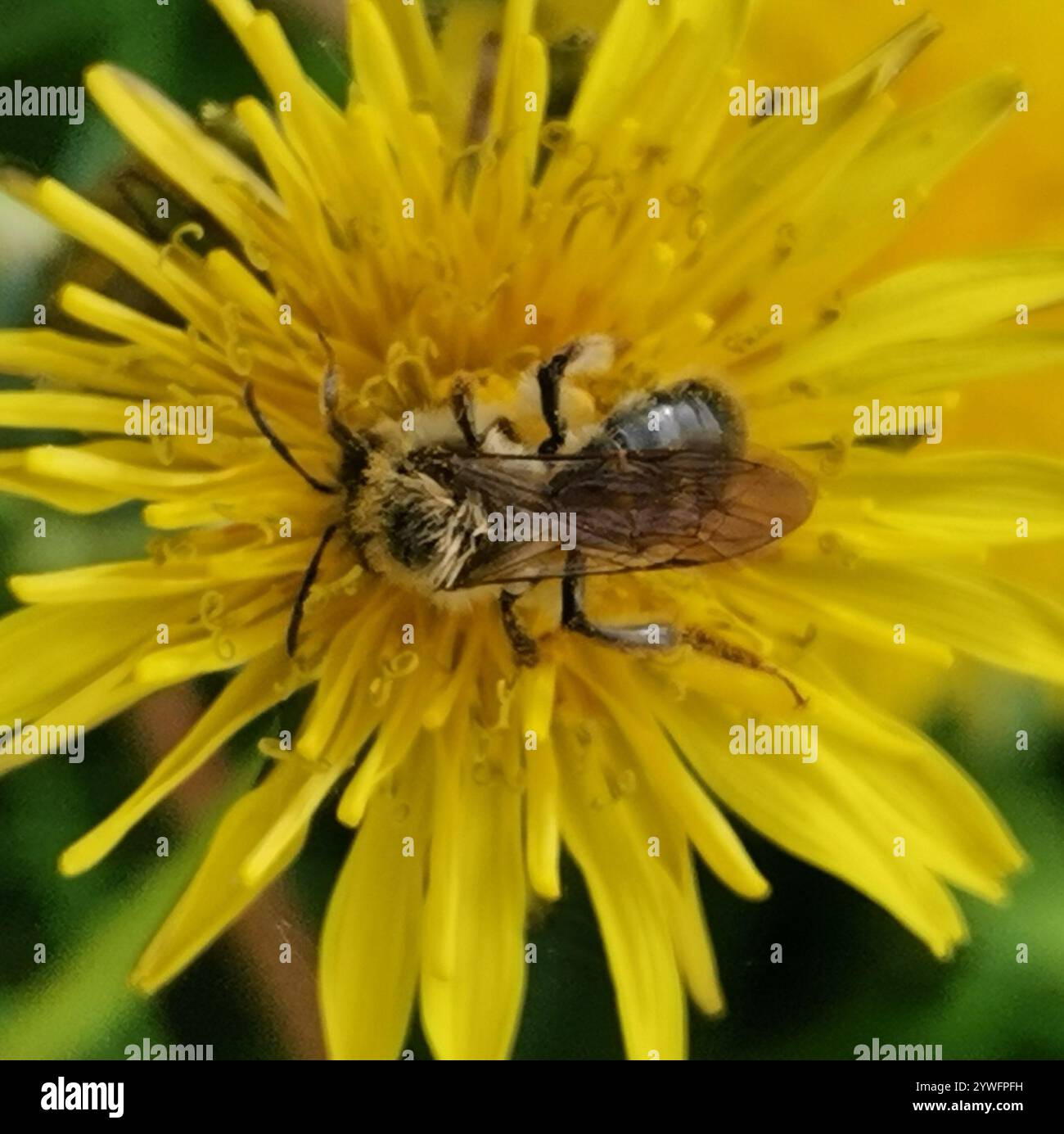 Mining Bees (Andrena Stock Photo - Alamy