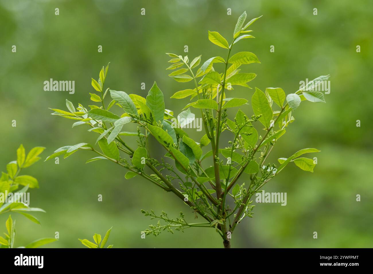 poison sumac (Toxicodendron vernix Stock Photo - Alamy
