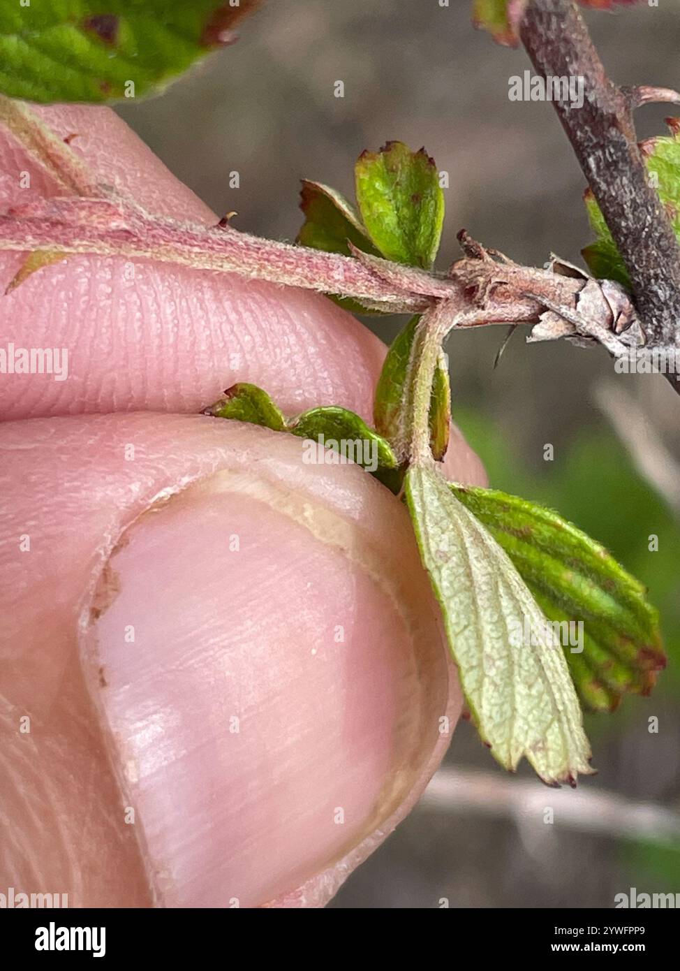 Rubus cuneifolius hi-res stock photography and images - Alamy