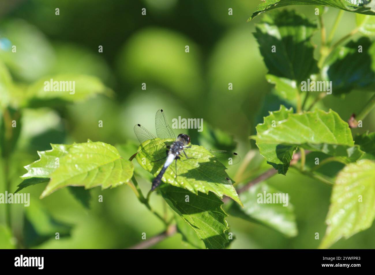 Frosted Whiteface (Leucorrhinia frigida Stock Photo - Alamy