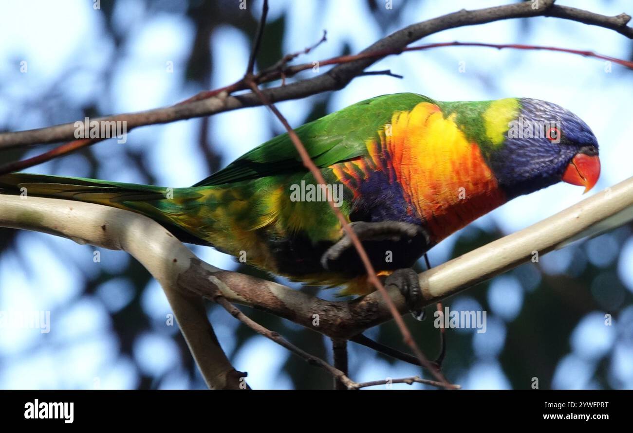 Rainbow Lorikeet (Trichoglossus moluccanus Stock Photo - Alamy