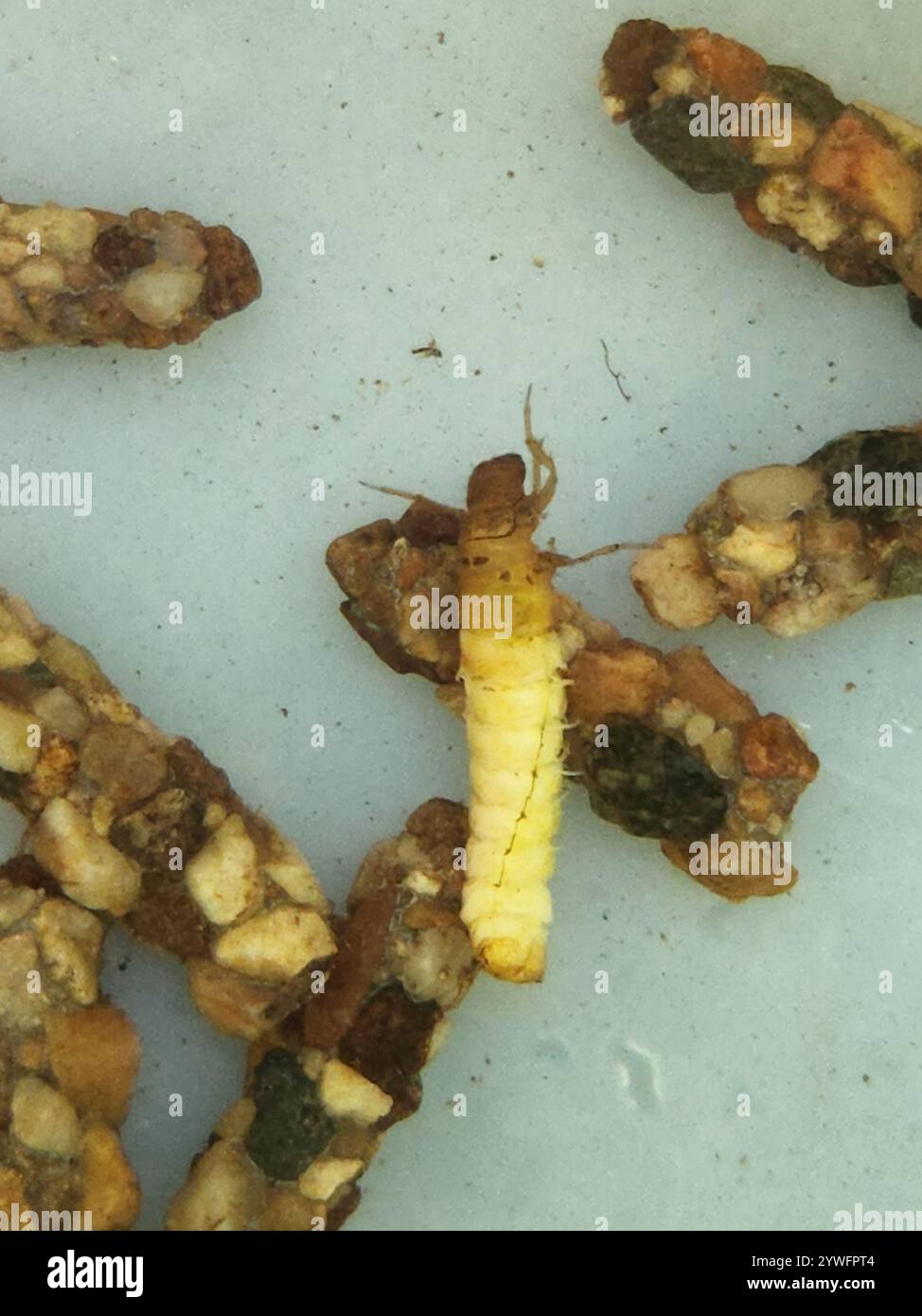 Northern Caddisflies (Limnephilidae Stock Photo - Alamy