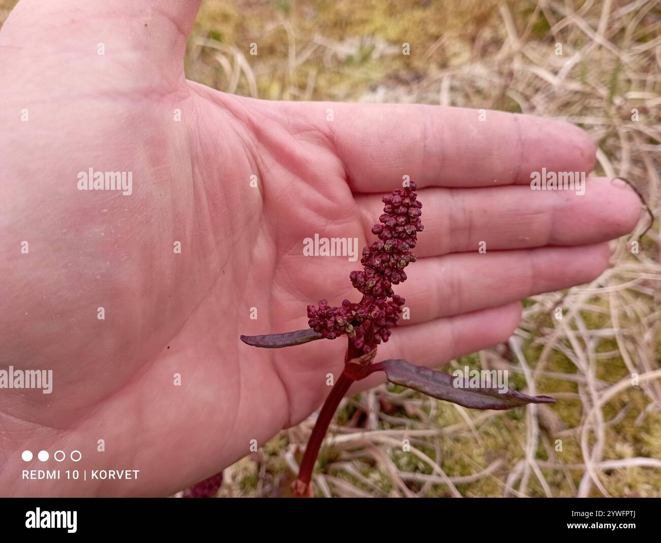 Arctic Dock (Rumex arcticus Stock Photo - Alamy