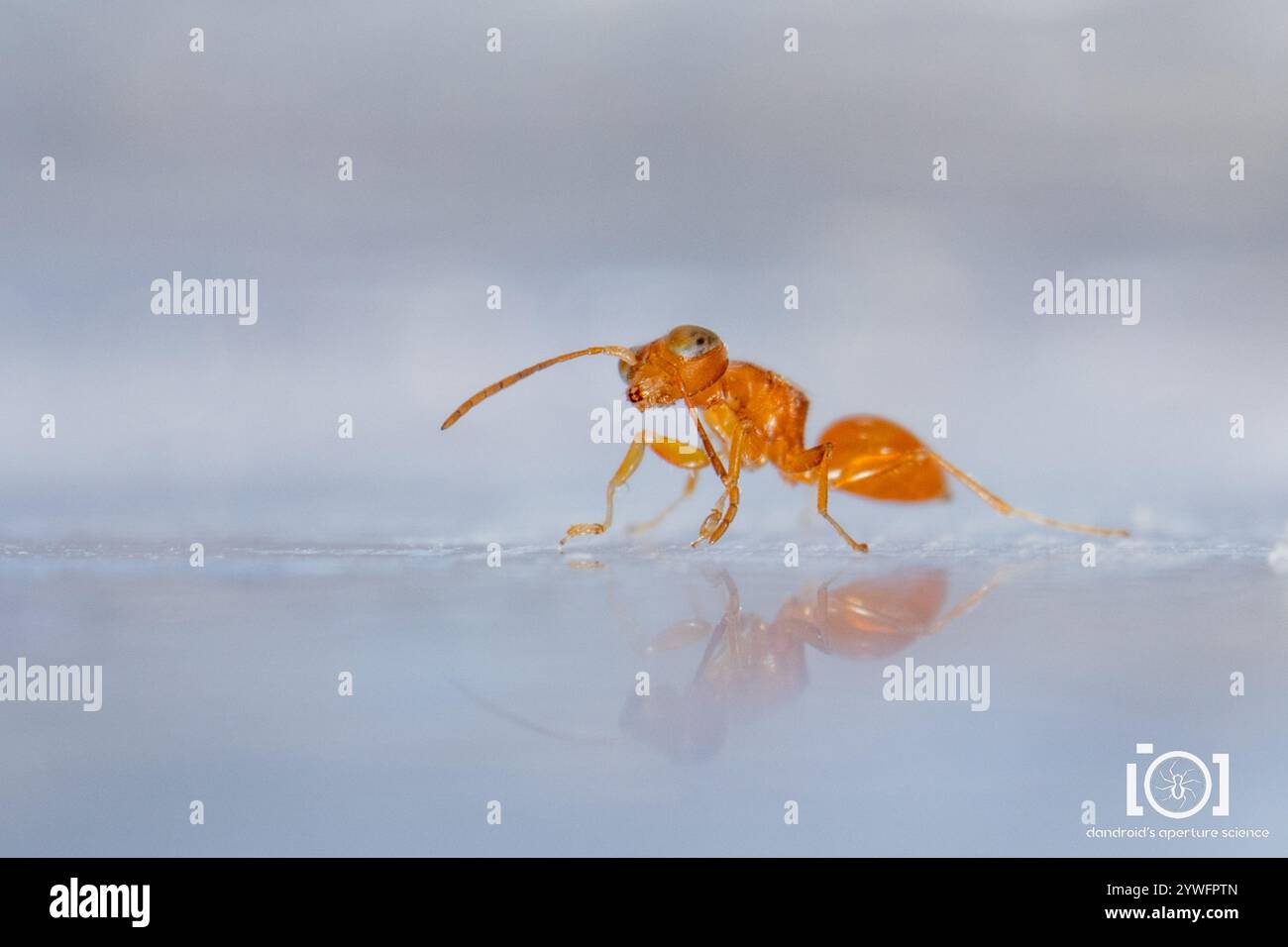 Pincer Wasps (Dryinidae Stock Photo - Alamy