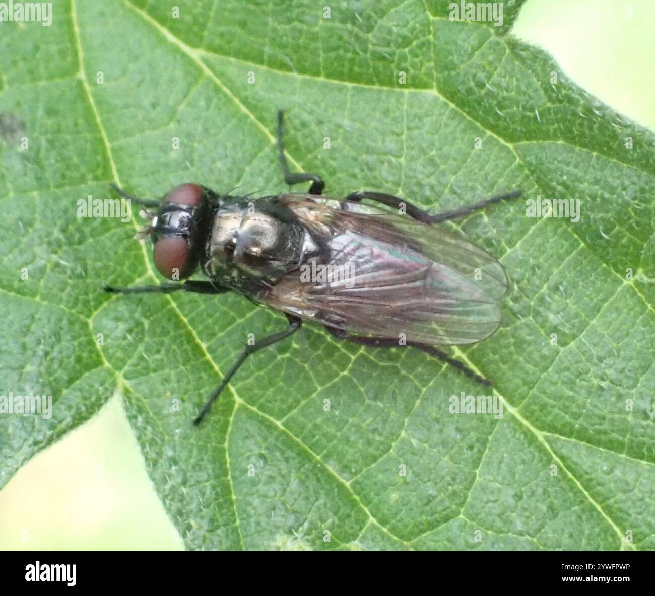 Black Dump Flies (Hydrotaea Stock Photo - Alamy