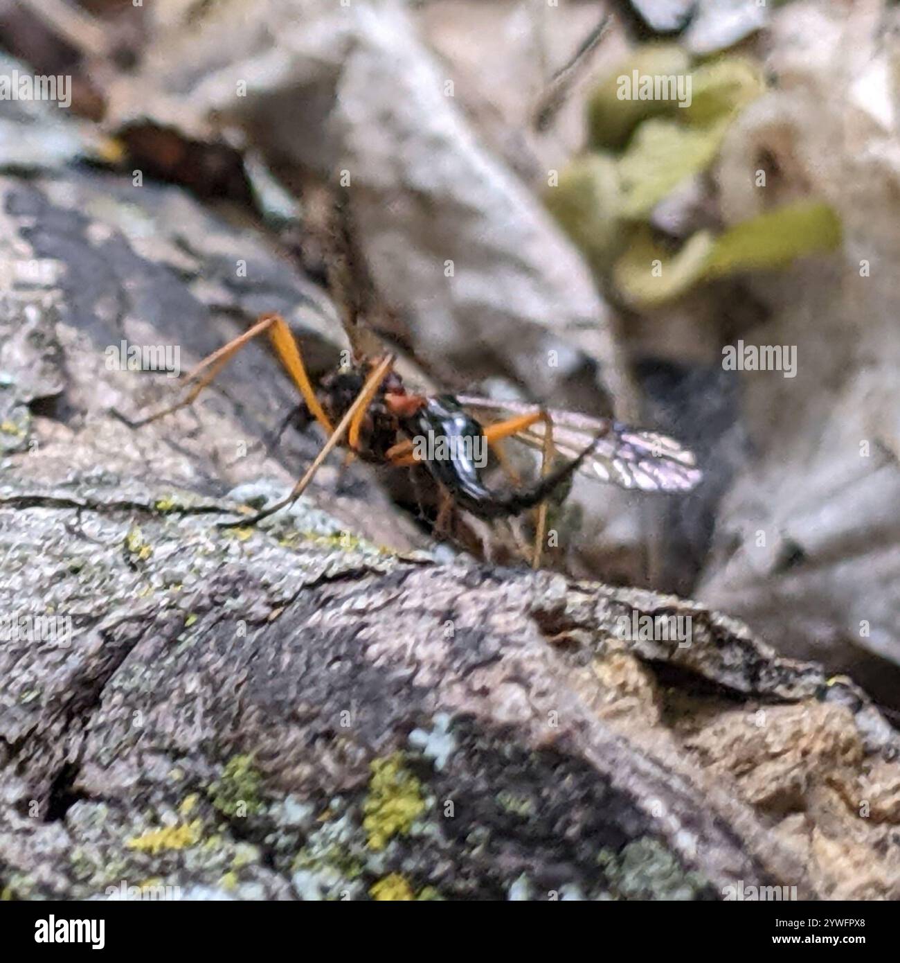 Antlered Crane Fly (Tanyptera dorsalis Stock Photo - Alamy