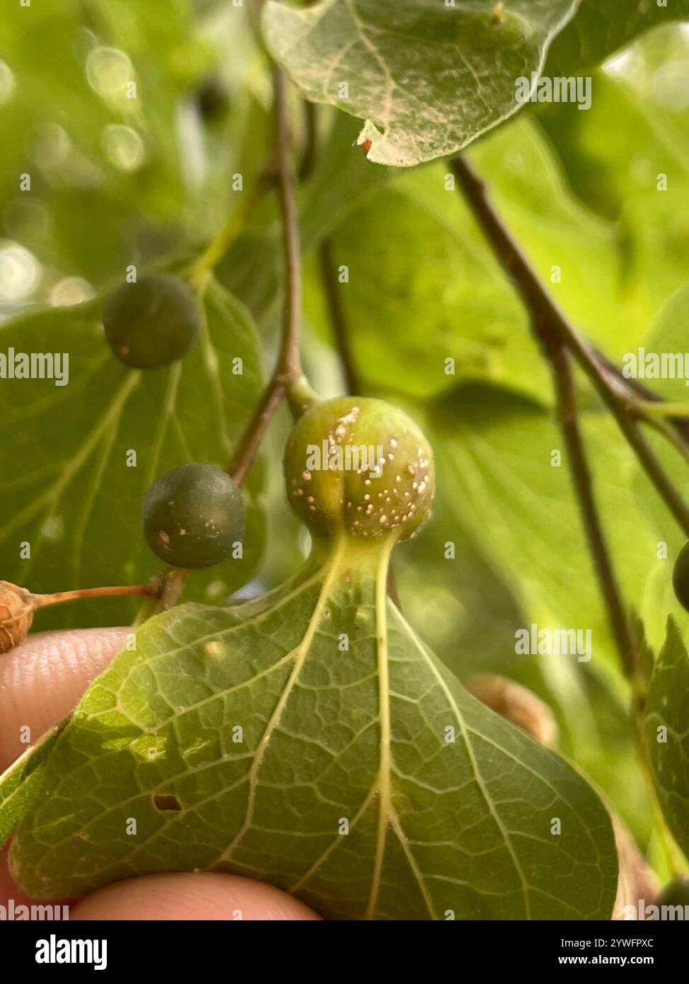 Hackberry Petiole Gall Psyllid (Pachypsylla venusta Stock Photo - Alamy