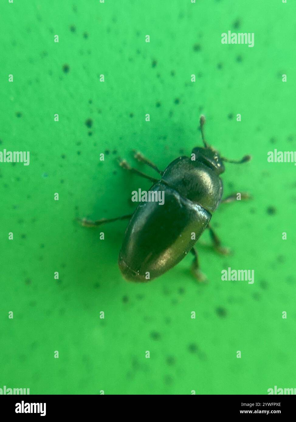 Common Pollen Beetle (Brassicogethes aeneus Stock Photo - Alamy