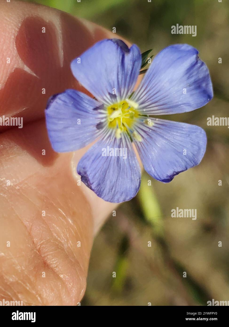 Lewis flax (Linum lewisii Stock Photo - Alamy