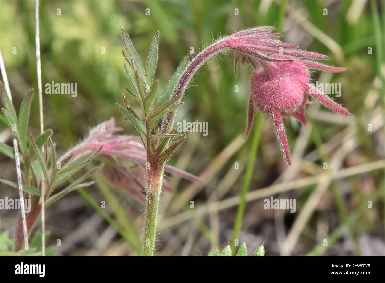 prairie smoke (Geum triflorum Stock Photo - Alamy