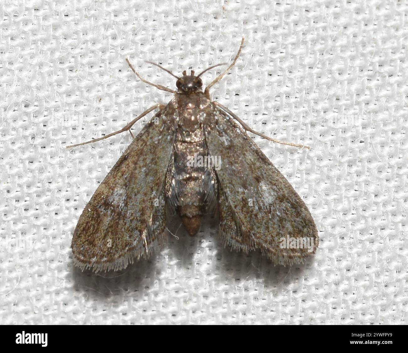 Black Duckweed Moth (Elophila tinealis Stock Photo - Alamy