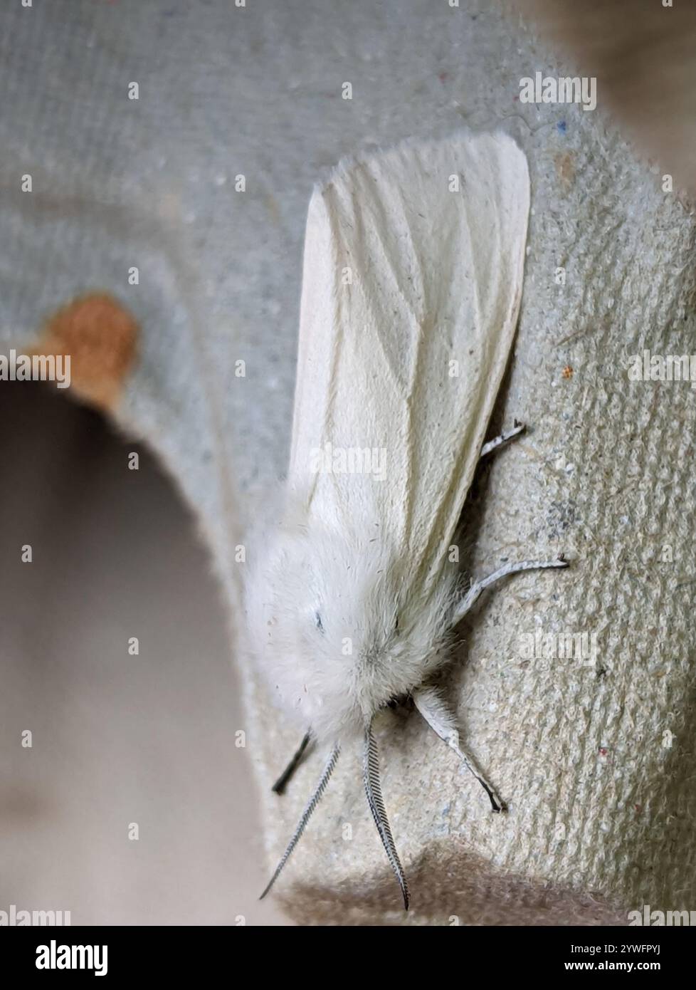 Water Ermine (Spilosoma urticae Stock Photo - Alamy