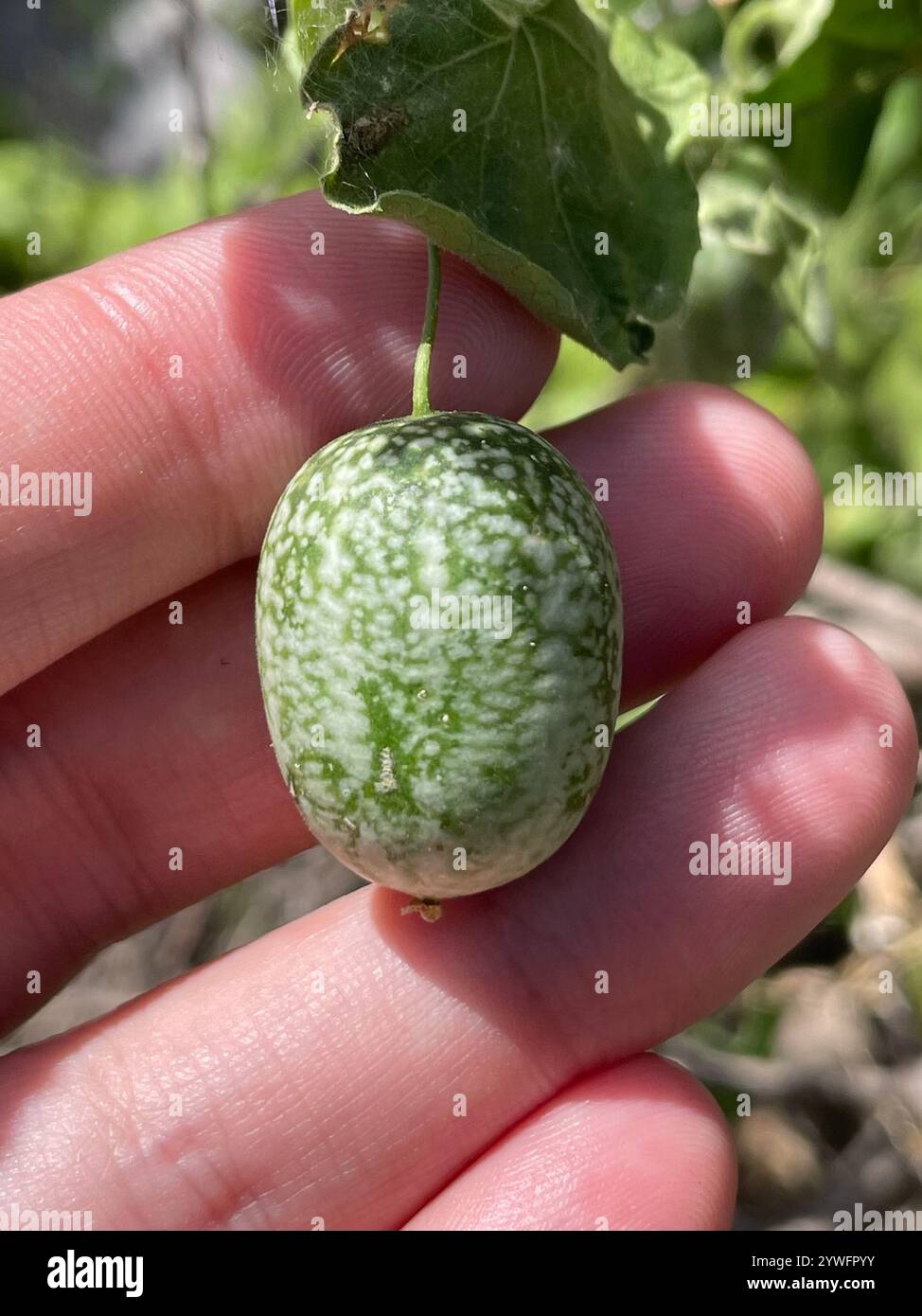 creeping cucumber (Melothria pendula Stock Photo - Alamy