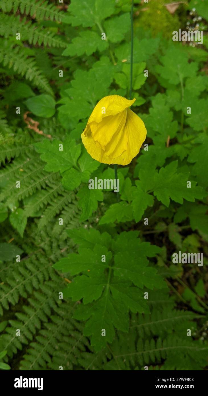 Welsh Poppy (Papaver cambricum Stock Photo - Alamy