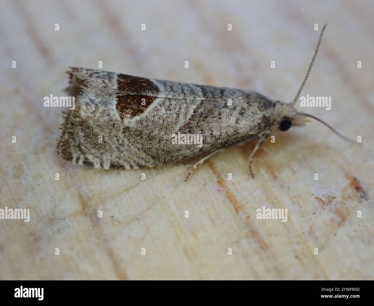 Bramble Shoot Moth (Notocelia uddmanniana Stock Photo - Alamy