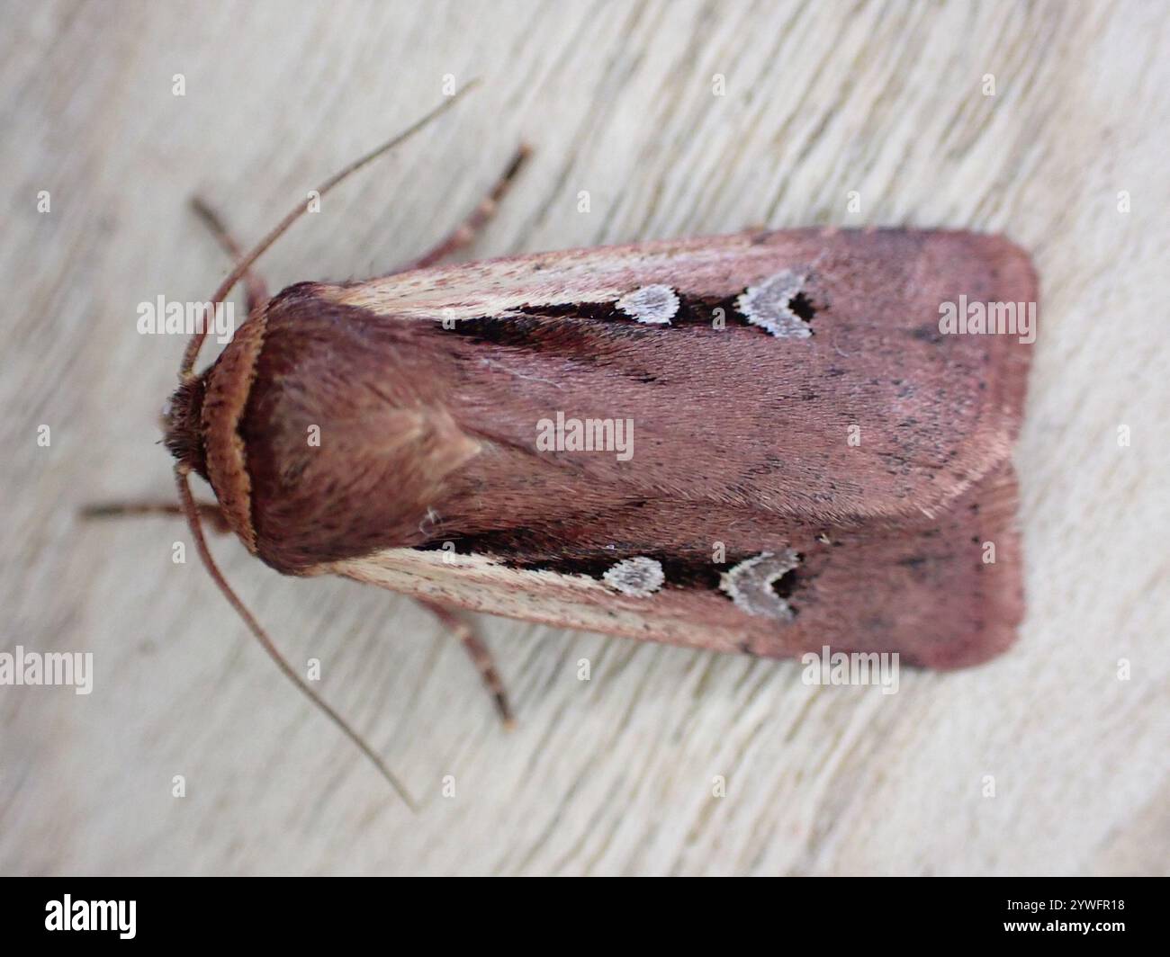 Flame Shoulder Moth (Ochropleura plecta Stock Photo - Alamy