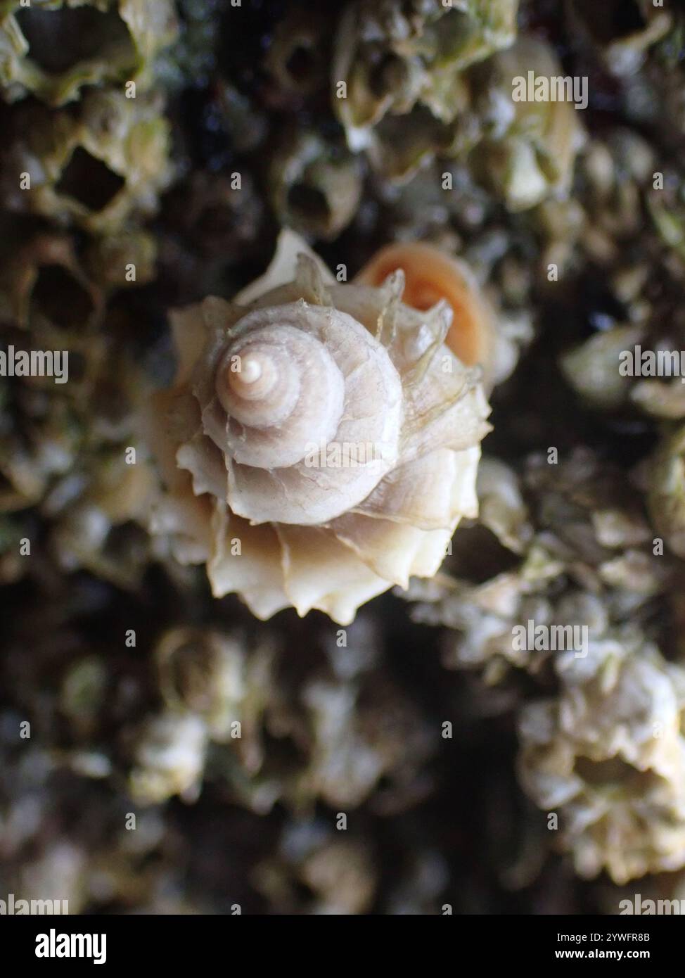 Frilled Dogwinkle (Nucella lamellosa Stock Photo - Alamy