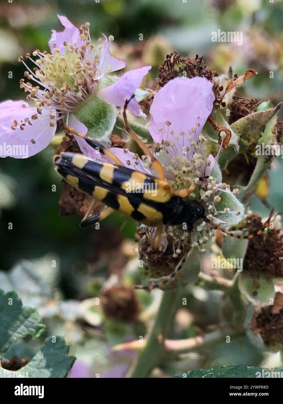 Spotted Longhorn Beetle (Rutpela maculata Stock Photo - Alamy