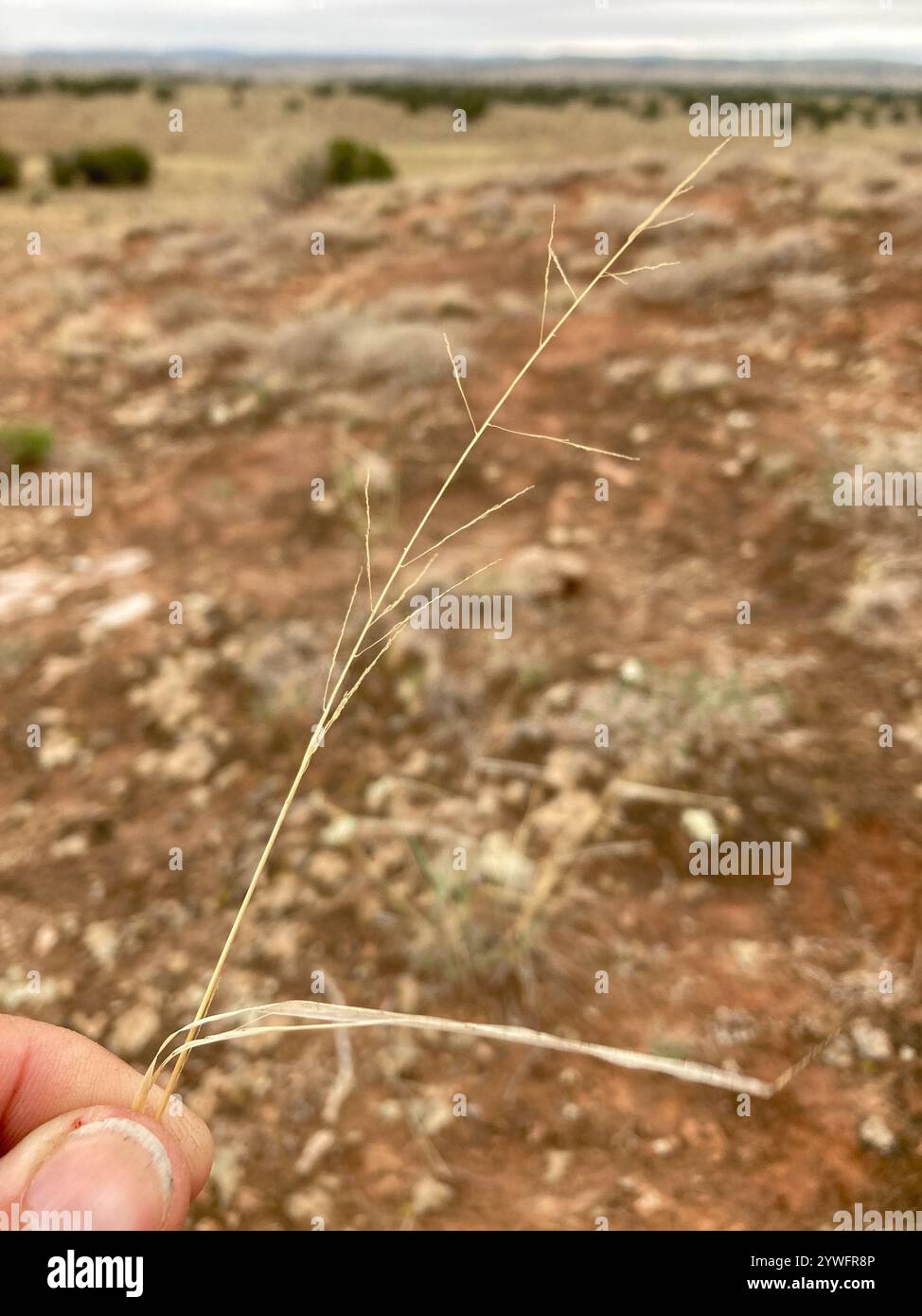Sand Dropseed (Sporobolus cryptandrus Stock Photo - Alamy