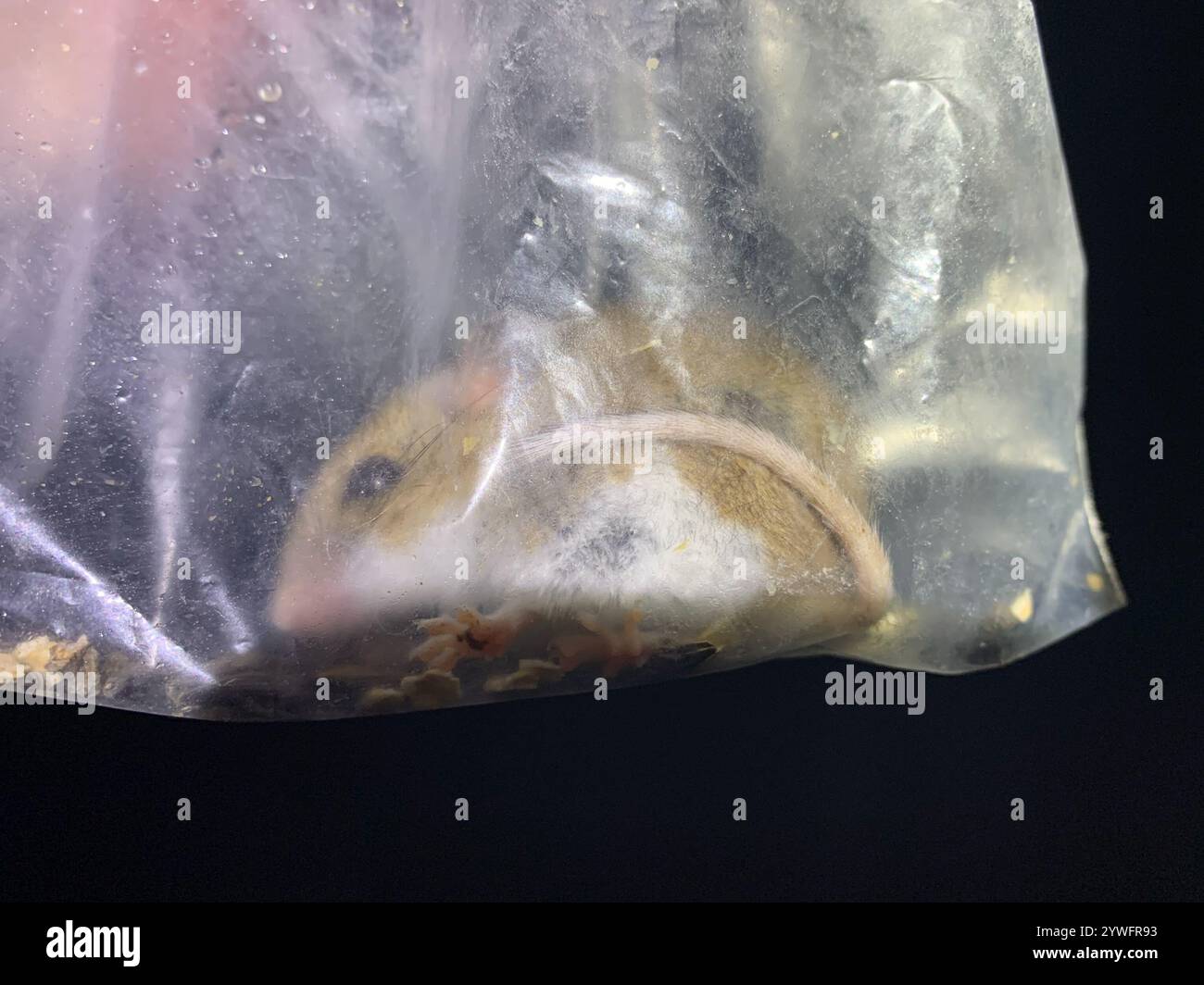 Western Deer Mouse (Peromyscus sonoriensis Stock Photo - Alamy