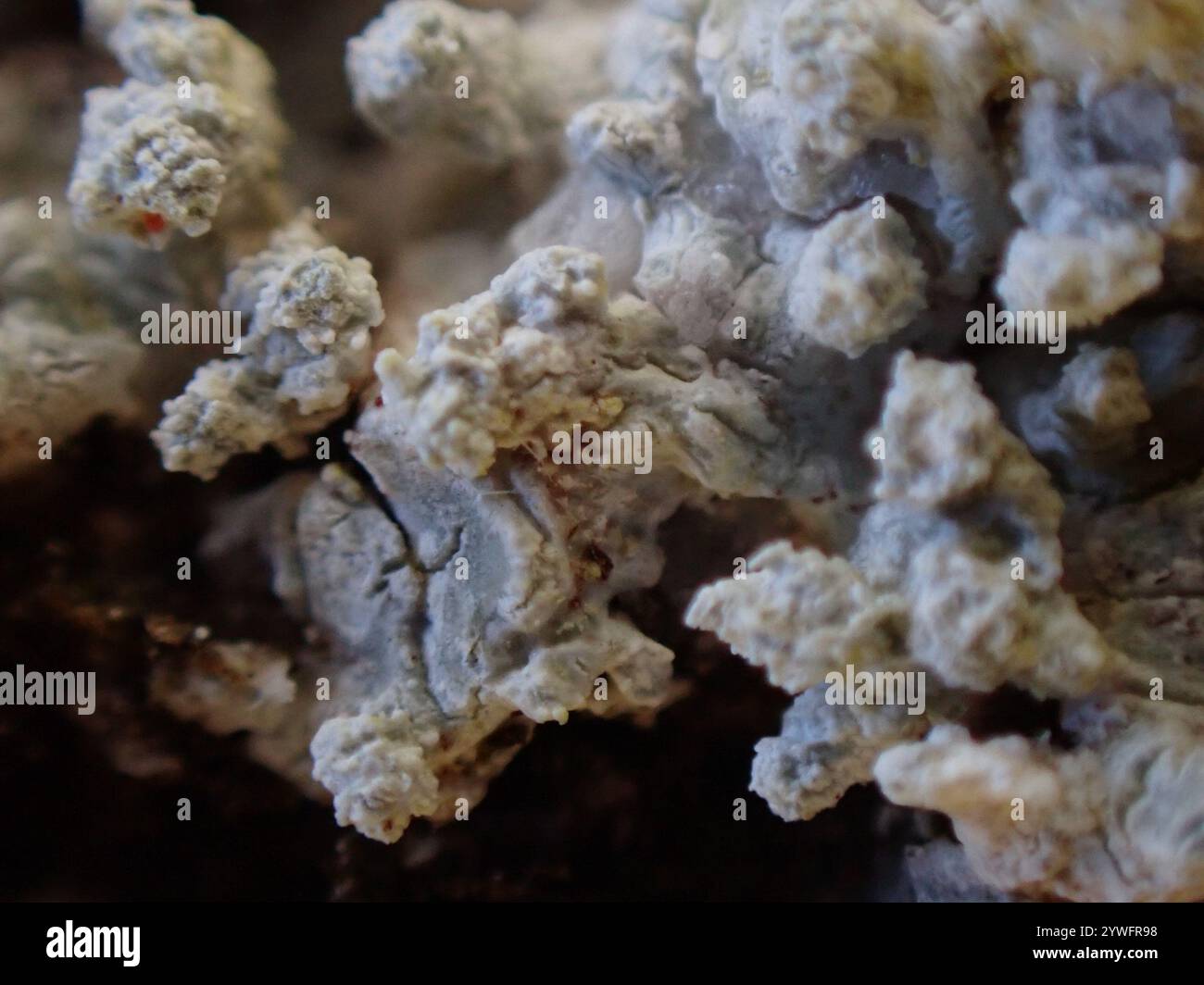 wart lichens, water lichens, and allies (Pertusariales Stock Photo - Alamy