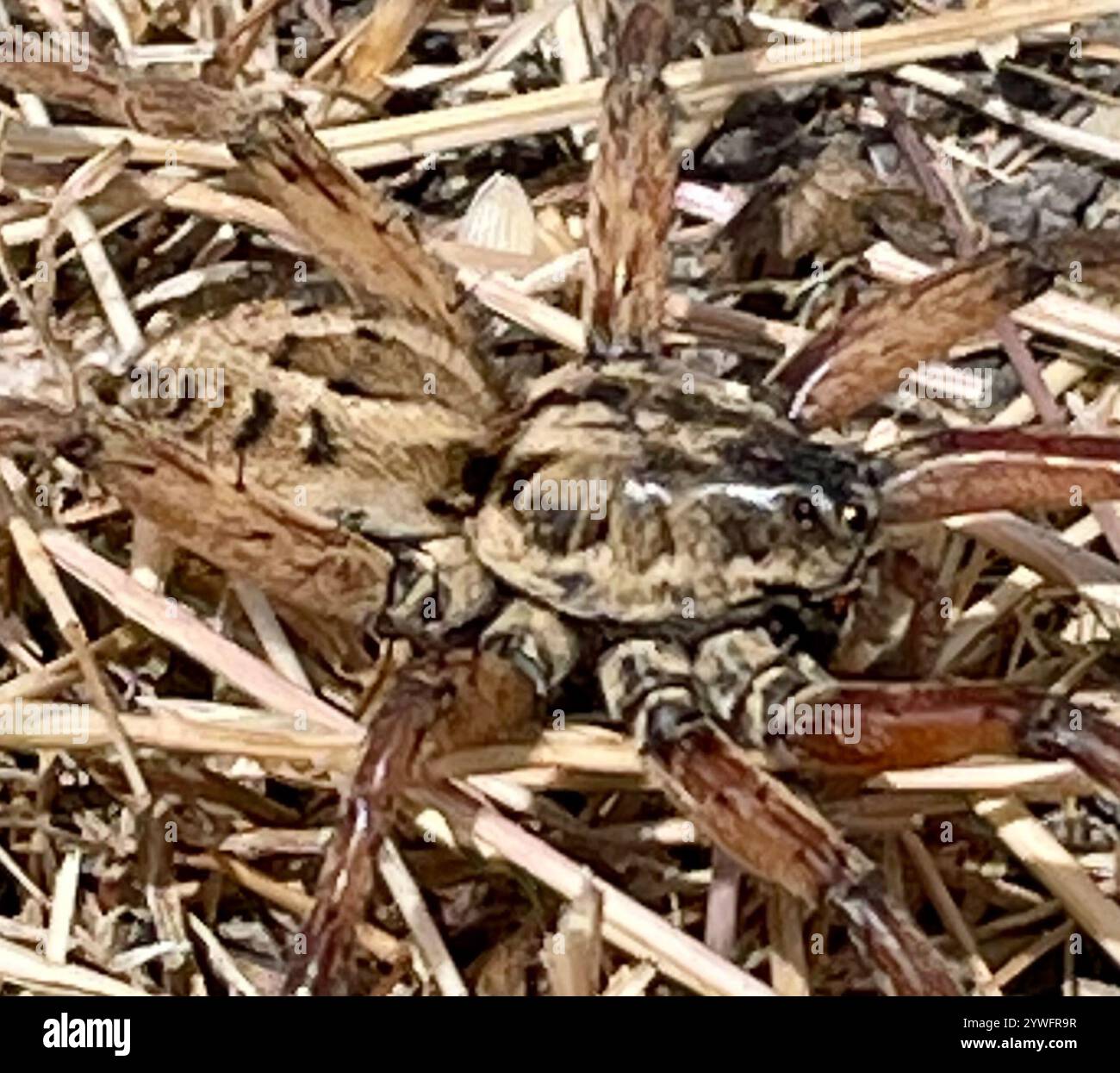 Brush-legged Spiders (Schizocosa Stock Photo - Alamy