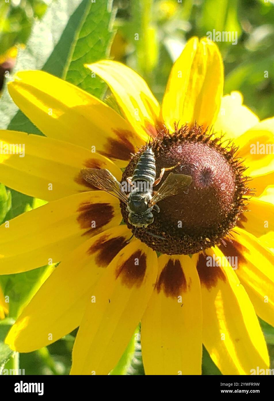 Eight-toothed Cuckoo Leaf-cutter Bee (Coelioxys octodentatus Stock ...