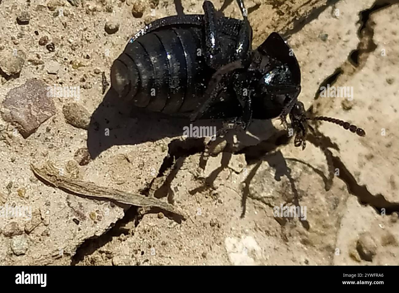 Black snail beetle (Phosphuga atrata Stock Photo - Alamy
