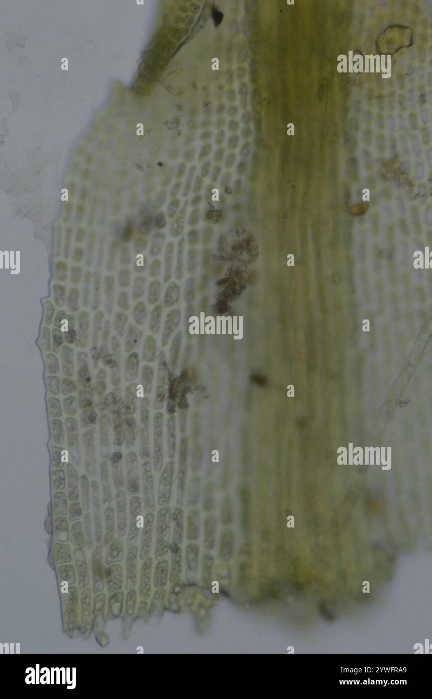 transparent fork-moss (Dichodontium pellucidum Stock Photo - Alamy