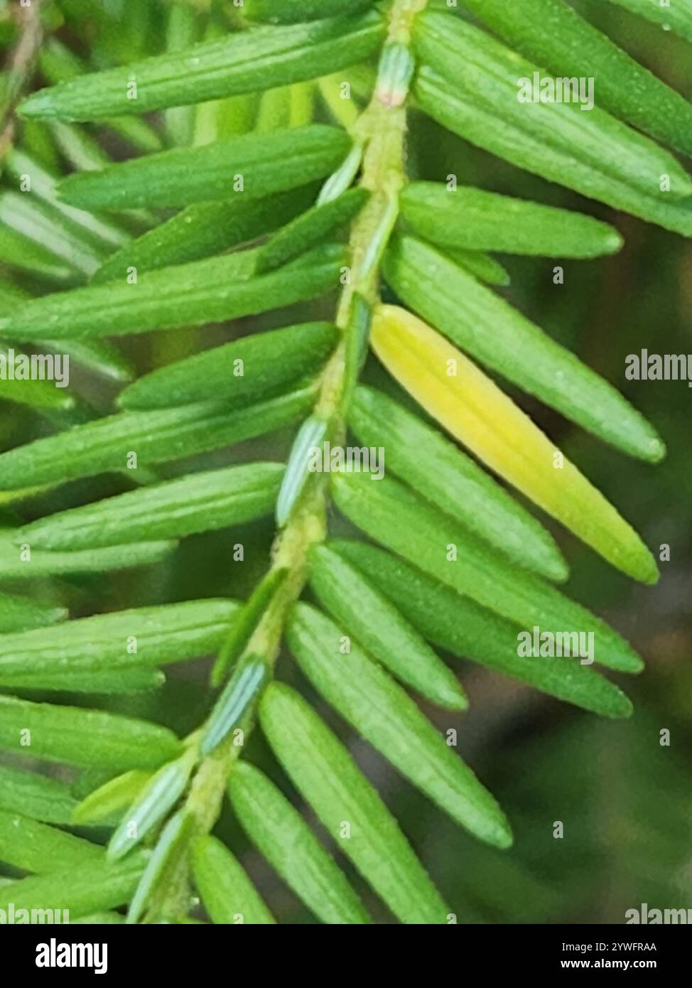 eastern hemlock (Tsuga canadensis Stock Photo - Alamy