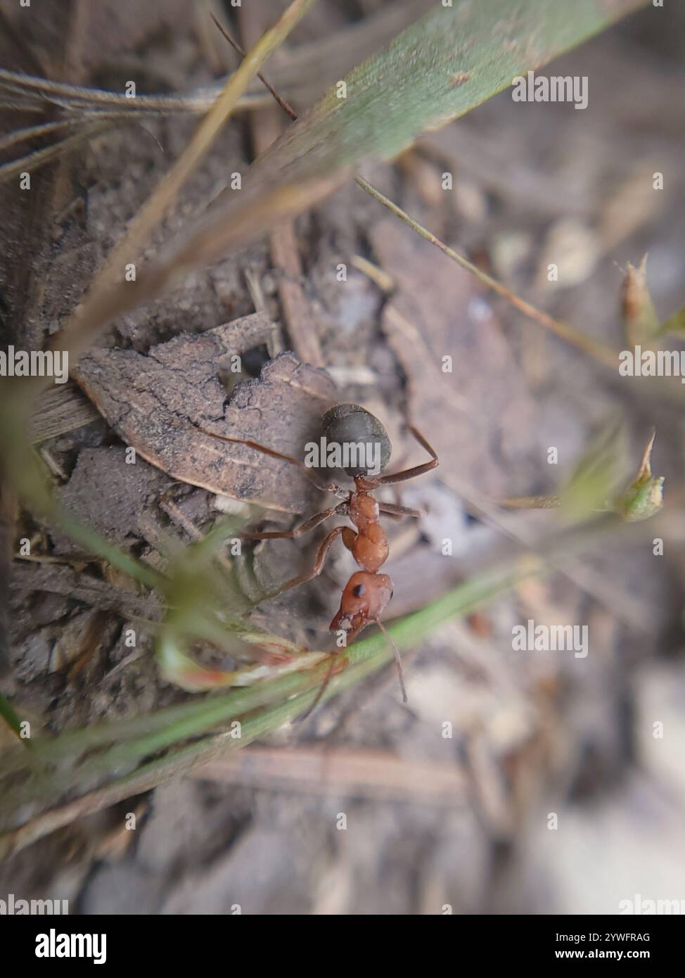 Wood, Mound, and Field Ants (Formica Stock Photo - Alamy