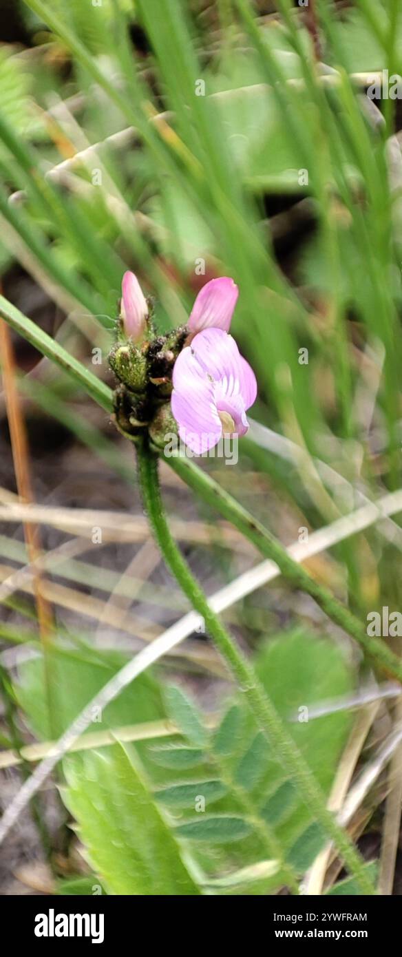 Purple Milk-vetch (Astragalus danicus Stock Photo - Alamy