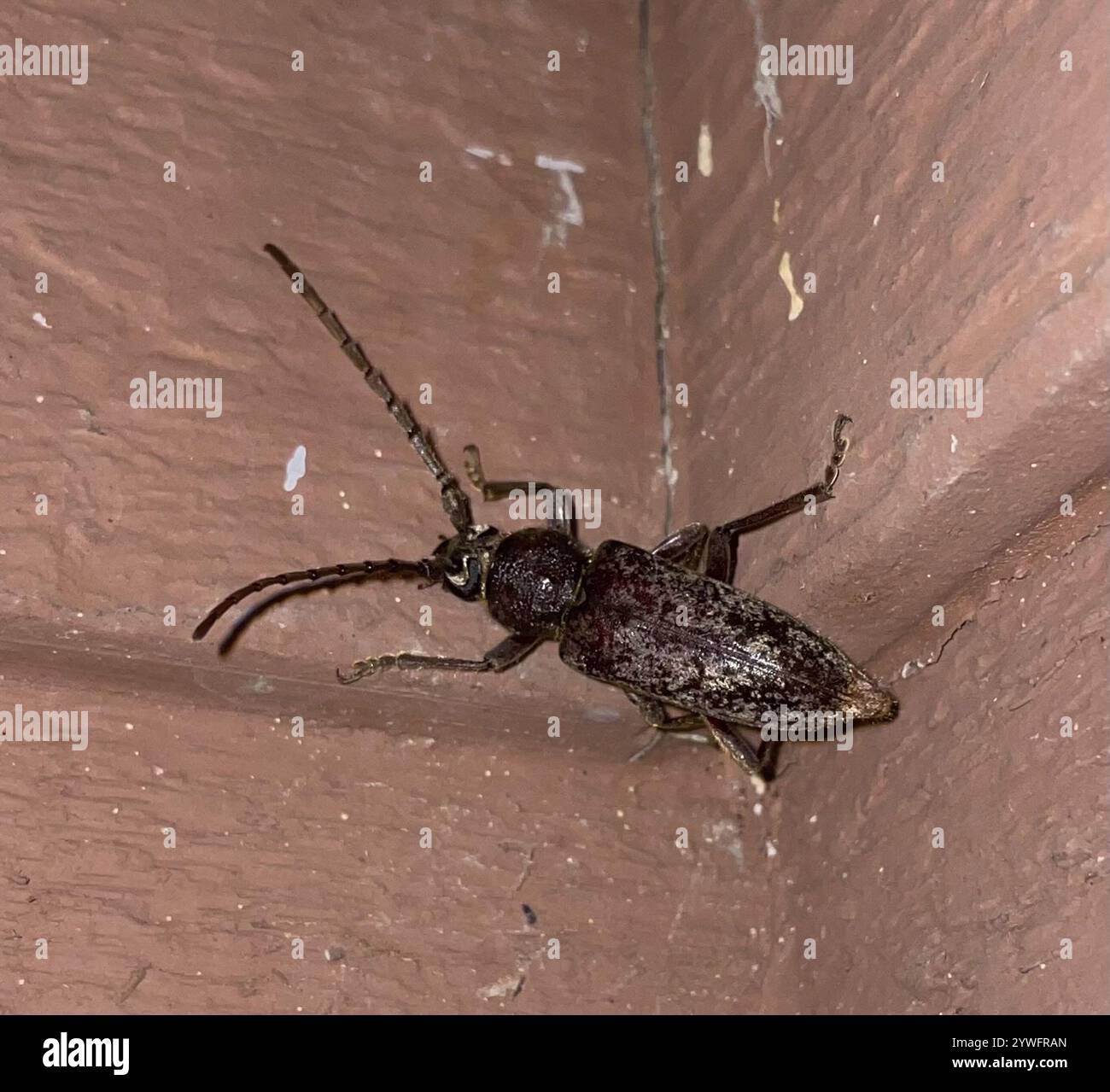 Robust Oak Borer (Enaphalodes atomarius Stock Photo - Alamy