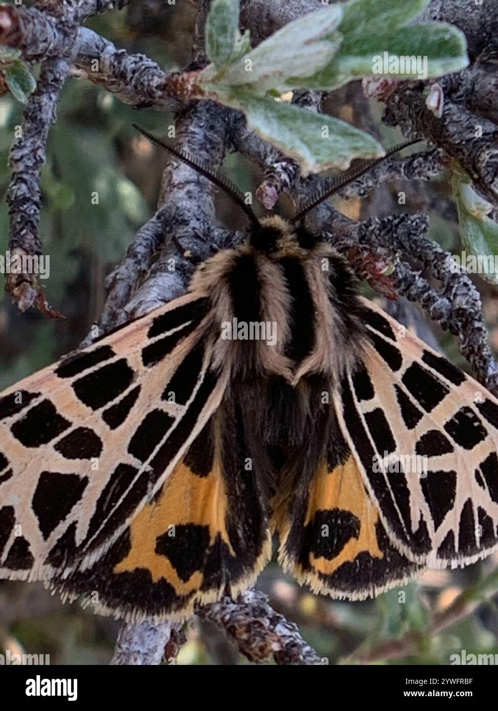 Ornate Tiger Moth (Apantesis ornata Stock Photo - Alamy