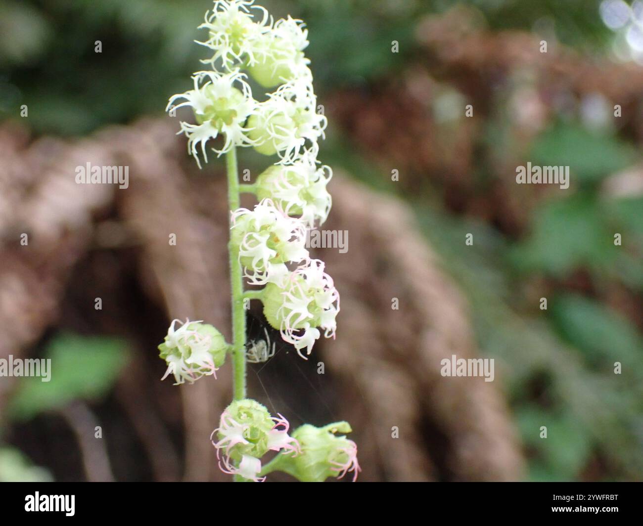 fringe cups (Tellima grandiflora Stock Photo - Alamy
